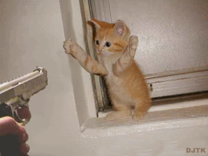 Cat Holding Gun Pictures, Images & Photos | Photobucket