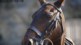 View topic - Silver Lake Stables- OPEN and Accepting - Chicken Smoothie