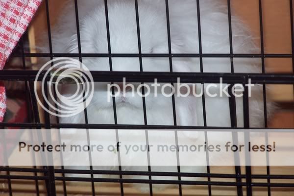 When fur is matted down to the skin | Rabbits Online Pet Rabbit & Bunny ...