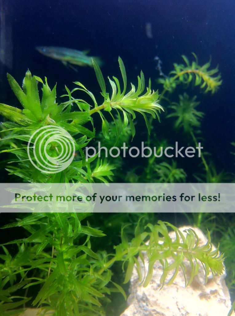 Egeria Densa (Elodea) growing away from the light? | The Planted Tank Forum