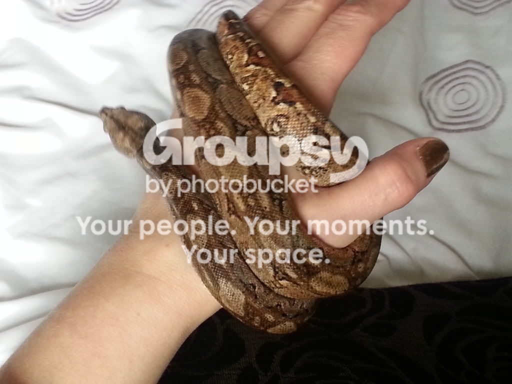 Sonoran Dwarf Boa Gorgeousness | Reptile Forums